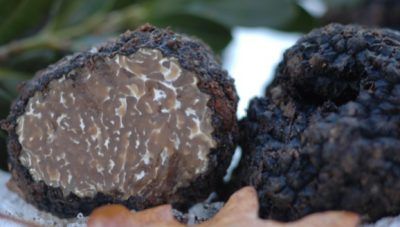 Cultivo de trufas, planta trufera y micorrizas - Micofora