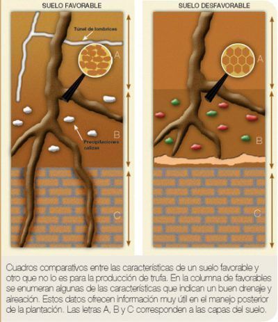 Como cultivar trufa negra: Tuber melanosporum - Micofora