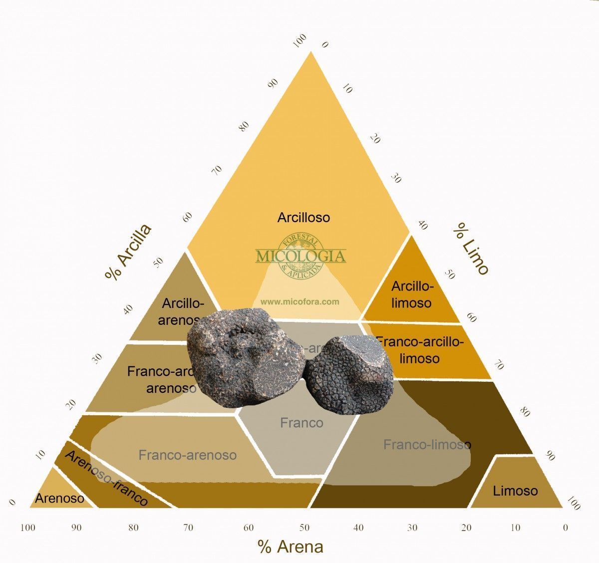 Como cultivar trufa negra: Tuber melanosporum - Micofora