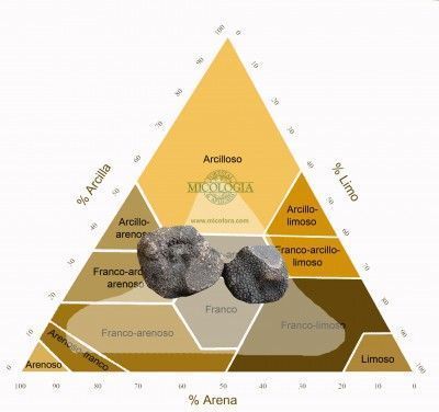 Como cultivar trufa negra: Tuber melanosporum - Micofora