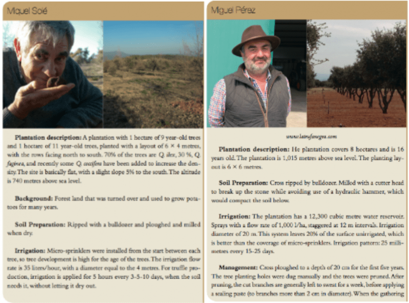 Truffle Farming Today, a Comprehensive World Guide - Micofora