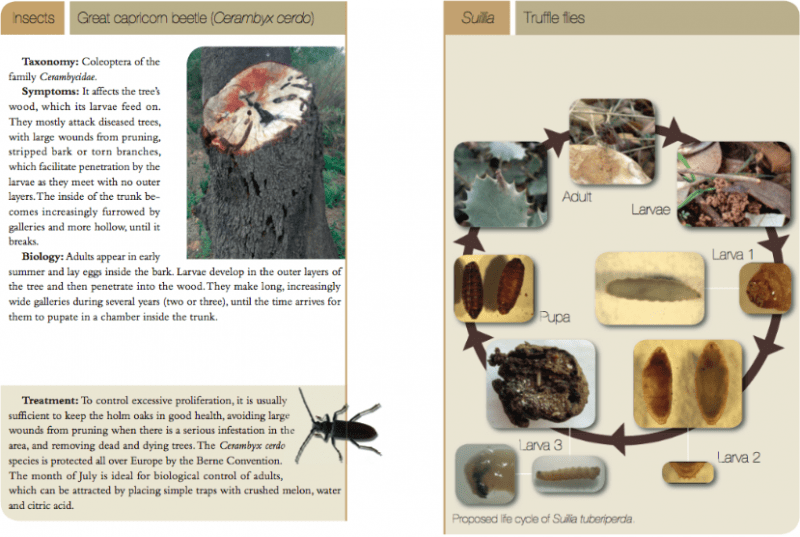 Truffle Farming Today, a Comprehensive World Guide - Micofora