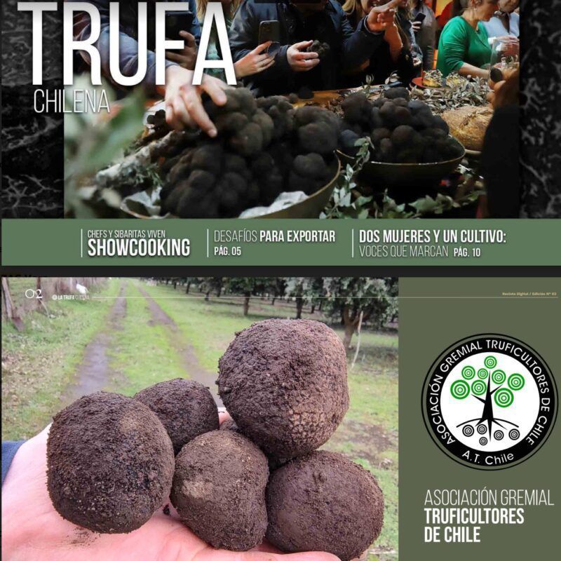 Como cultivar trufa negra: Tuber melanosporum - Micofora